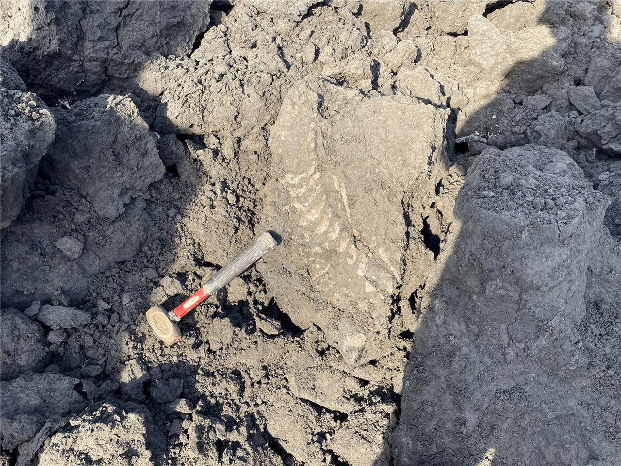 Découverte du plus ancien fossile de plésiosaure de l'Alberta à Mildred ...